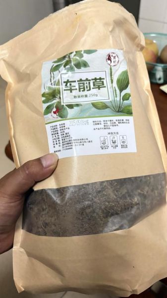 车前草一般喝几天_车前草喝多久见效-第3张图片-山城妙识