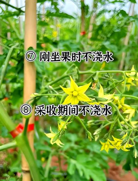 西红柿怎么种_西红柿种植时间和方法-第3张图片-山城妙识