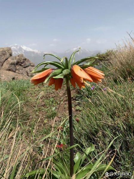 贝母花片的功效与作用_贝母花片怎么吃效果最好-第1张图片-山城妙识