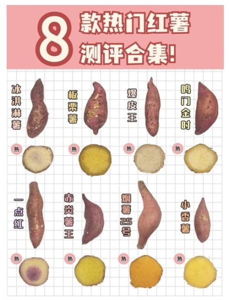番薯和红薯一样吗_区别与营养价值-第1张图片-山城妙识 番薯和红薯一样吗_区别与营养价值-第1张图片-山城妙识