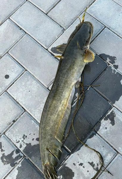 鲶鱼图片大全_鲶鱼高清图片怎么拍-第1张图片-山城妙识