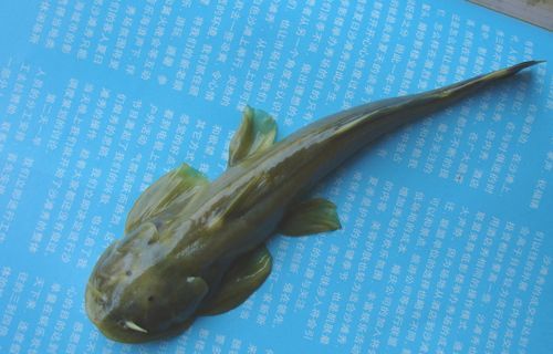 鲶鱼图片大全_鲶鱼高清图片怎么拍-第2张图片-山城妙识