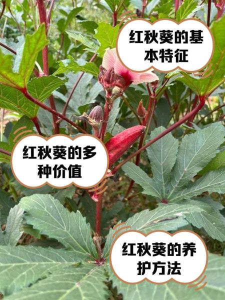 红秋葵怎么做好吃_红秋葵的功效与作用-第2张图片-山城妙识