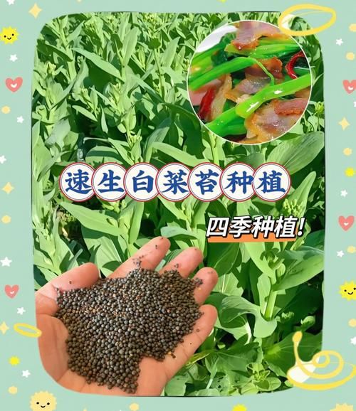 菜苔什么时候种_菜苔怎么种才高产-第3张图片-山城妙识