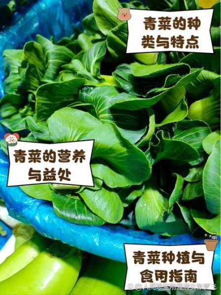 青菜的种类大全图片_如何区分常见青菜-第3张图片-山城妙识 青菜的种类大全图片_如何区分常见青菜-第3张图片-山城妙识