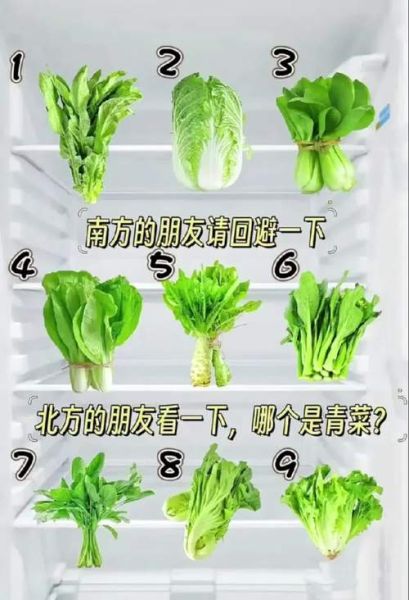 青菜的种类大全图片_如何区分常见青菜-第2张图片-山城妙识 青菜的种类大全图片_如何区分常见青菜-第2张图片-山城妙识