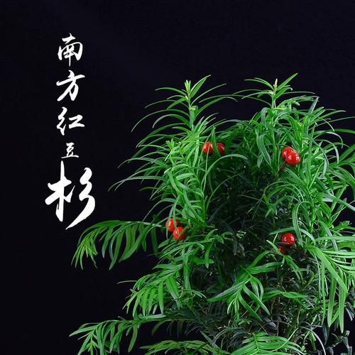 红豆杉怎么养_红豆杉盆景多久浇一次水-第3张图片-山城妙识
