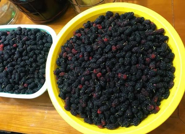 自制桑葚酒的危害_长期饮用有什么风险-第3张图片-山城妙识