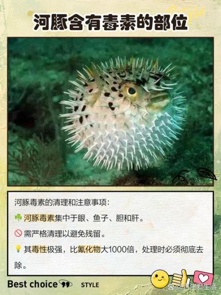 河豚怎么处理才没毒_河豚去毒步骤详解-第1张图片-山城妙识