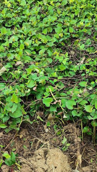 鱼腥草图片及功效与作用_鱼腥草怎么吃效果最好-第1张图片-山城妙识