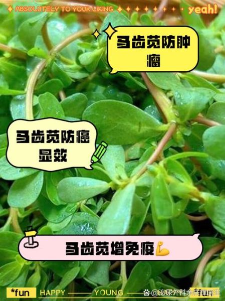 马齿苋能治什么病_马齿苋的副作用有哪些-第2张图片-山城妙识