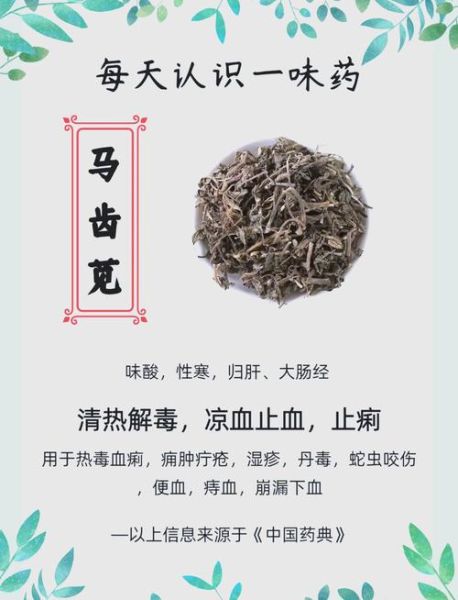 马齿苋能治什么病_马齿苋的副作用有哪些-第1张图片-山城妙识