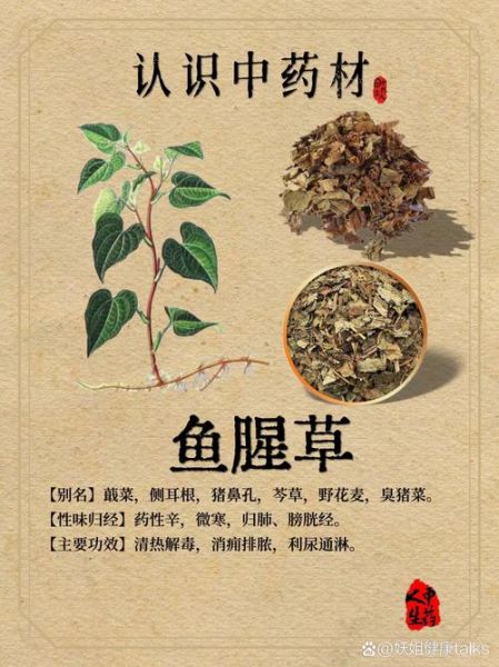 鱼腥草图片及功效与作用_鱼腥草怎么吃效果最好-第2张图片-山城妙识
