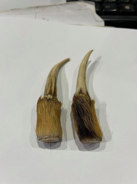 麂子长什么样_麂子图片怎么识别真假-第2张图片-山城妙识 麂子长什么样_麂子图片怎么识别真假-第2张图片-山城妙识