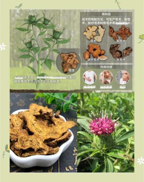 苍术的功效与作用_苍术主治哪些病-第1张图片-山城妙识 苍术的功效与作用_苍术主治哪些病-第1张图片-山城妙识