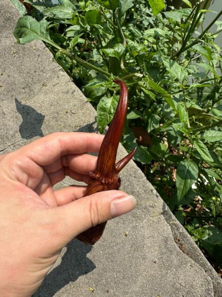 麂子长什么样_麂子图片怎么识别真假-第3张图片-山城妙识 麂子长什么样_麂子图片怎么识别真假-第3张图片-山城妙识