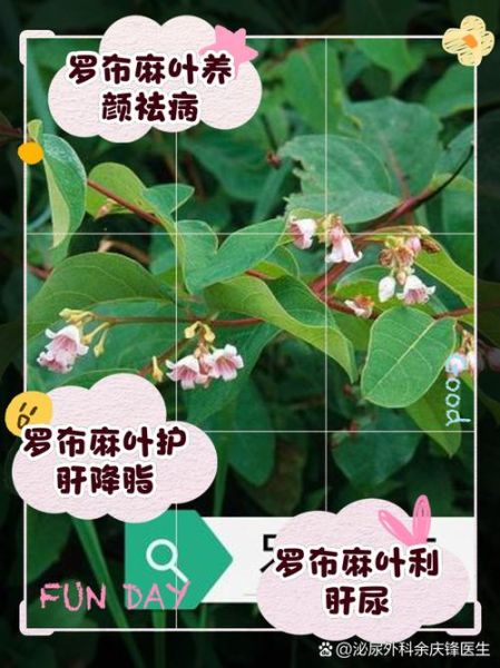 罗布麻叶降血压吗_罗布麻叶的功效与作用-第1张图片-山城妙识