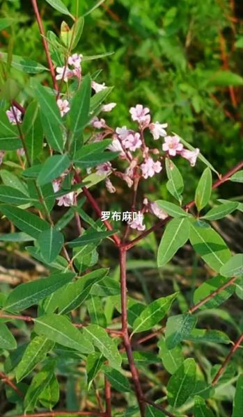 罗布麻叶降血压吗_罗布麻叶的功效与作用-第2张图片-山城妙识