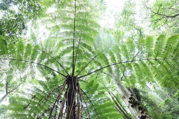 裟椤双树图片_如何拍出意境感-第2张图片-山城妙识 裟椤双树图片_如何拍出意境感-第2张图片-山城妙识