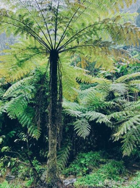 裟椤双树图片_如何拍出意境感-第1张图片-山城妙识 裟椤双树图片_如何拍出意境感-第1张图片-山城妙识