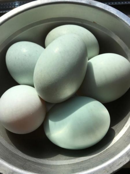 咸鸭蛋用什么方法最好_咸鸭蛋腌制多久能吃-第2张图片-山城妙识