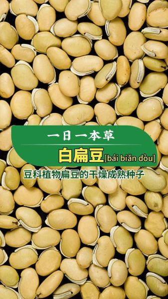 药用白扁豆长什么样_如何辨别真假-第3张图片-山城妙识