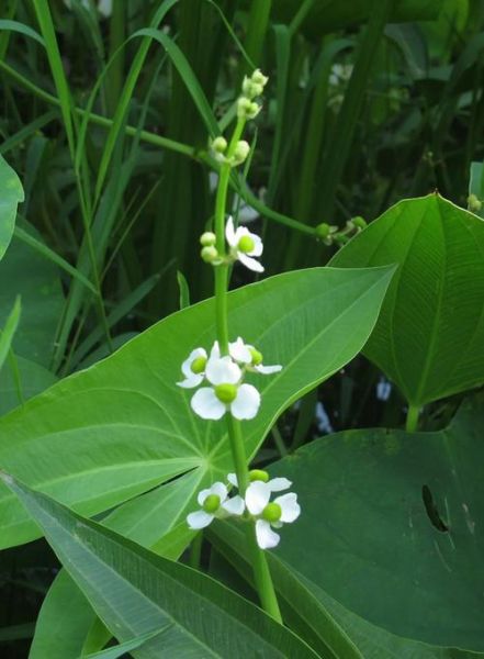 慈菇图片大全_慈菇长什么样-第1张图片-山城妙识