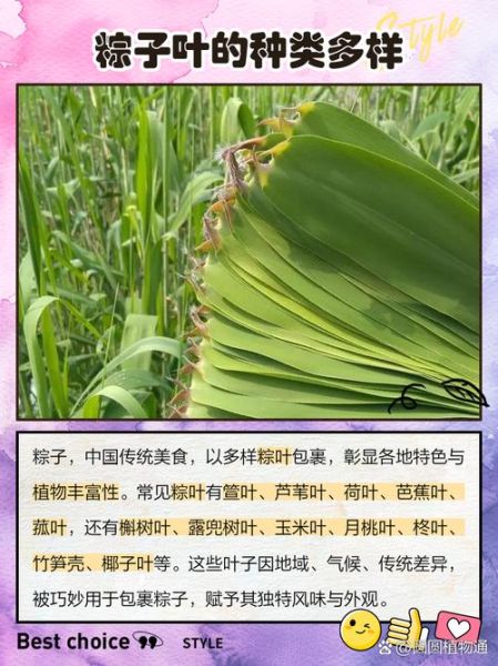 包粽子的叶子叫什么_粽子叶怎么选-第2张图片-山城妙识