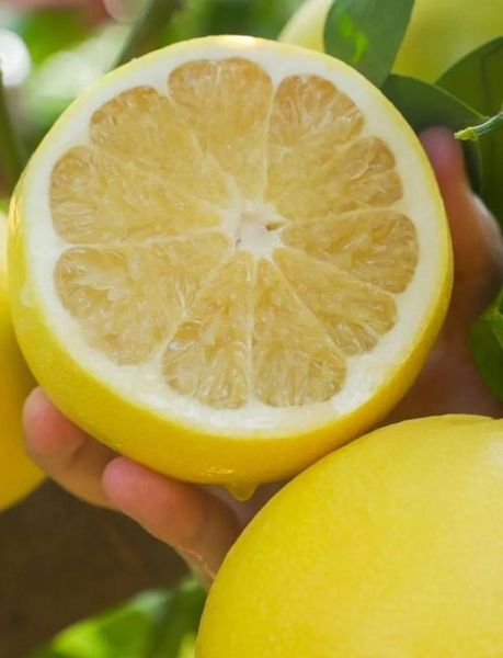 葡萄柚的正确吃法_葡萄柚怎么吃才不苦-第3张图片-山城妙识