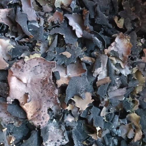 石耳图片怎么鉴别真假_石耳长什么样-第3张图片-山城妙识 石耳图片怎么鉴别真假_石耳长什么样-第3张图片-山城妙识