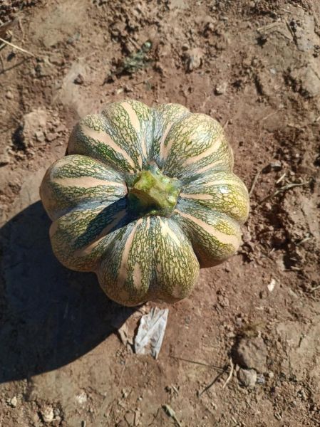 北瓜和南瓜一样吗_北瓜与南瓜的区别-第2张图片-山城妙识 北瓜和南瓜一样吗_北瓜与南瓜的区别-第2张图片-山城妙识