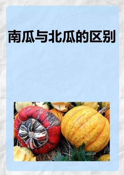 北瓜和南瓜一样吗_北瓜与南瓜的区别-第1张图片-山城妙识 北瓜和南瓜一样吗_北瓜与南瓜的区别-第1张图片-山城妙识
