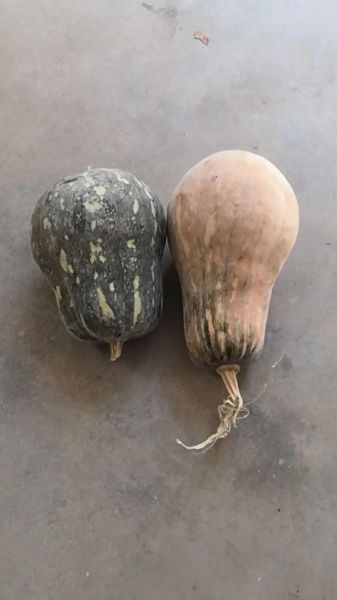 北瓜和南瓜一样吗_北瓜与南瓜的区别-第3张图片-山城妙识 北瓜和南瓜一样吗_北瓜与南瓜的区别-第3张图片-山城妙识