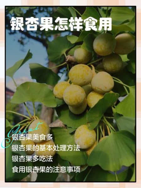银杏果能吃吗_银杏果啥时候熟-第1张图片-山城妙识 银杏果能吃吗_银杏果啥时候熟-第1张图片-山城妙识