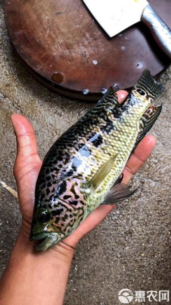 淡水石斑鱼苗多少钱_淡水石斑鱼苗怎么养-第3张图片-山城妙识