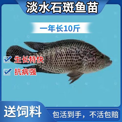 淡水石斑鱼苗多少钱_淡水石斑鱼苗怎么养-第1张图片-山城妙识