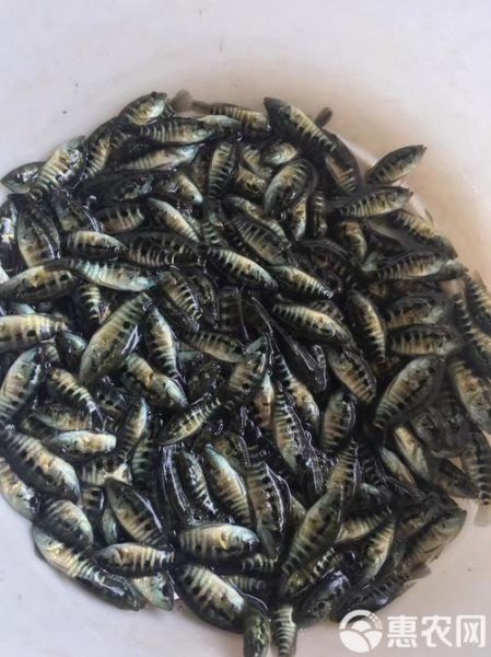 淡水石斑鱼苗多少钱_淡水石斑鱼苗怎么养-第2张图片-山城妙识