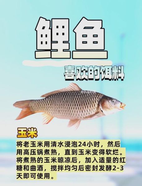 野钓鲤鱼用什么饵料_野钓鲤鱼怎么选钓位-第1张图片-山城妙识
