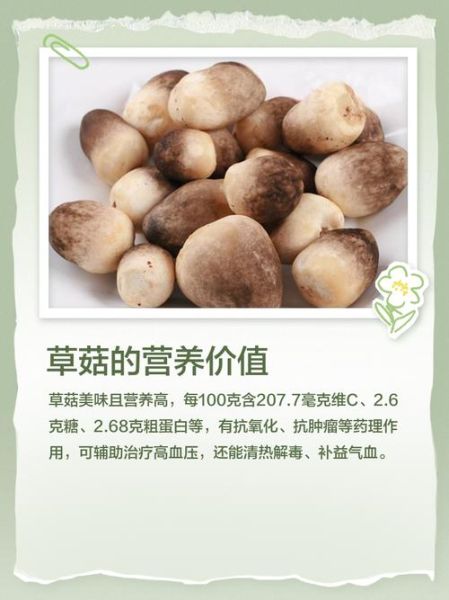 草菇种植配方_草菇培养料怎么配-第1张图片-山城妙识