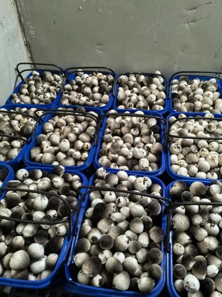 草菇种植配方_草菇培养料怎么配-第3张图片-山城妙识