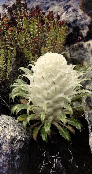 雪莲图片大全_雪莲长什么样-第1张图片-山城妙识