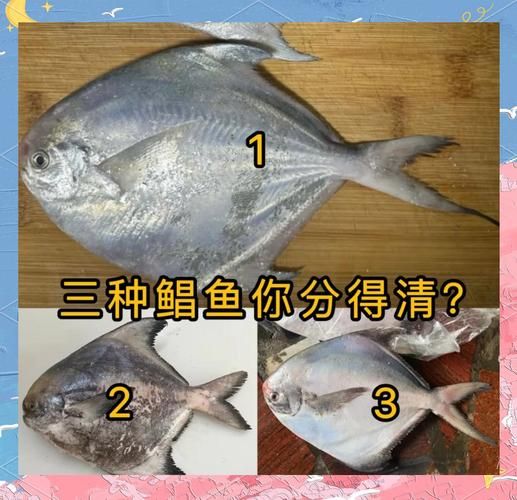 冒充鲳鱼的是什么鱼_如何辨别真假鲳鱼-第3张图片-山城妙识