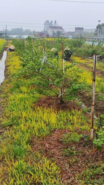 覆盆子种植基地在哪里_如何挑选优质苗木-第1张图片-山城妙识