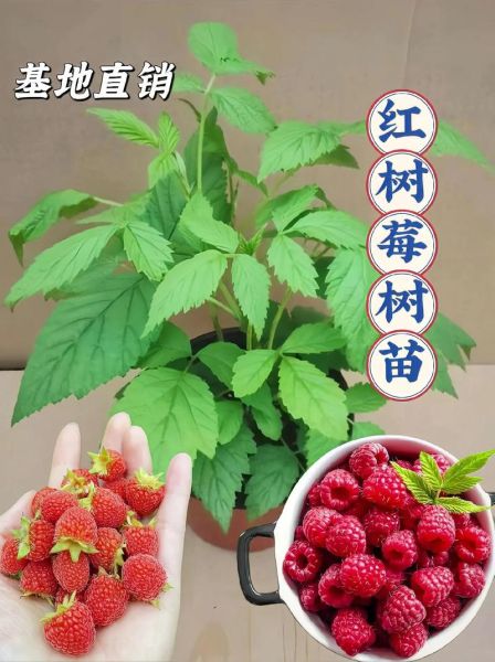 覆盆子种植基地在哪里_如何挑选优质苗木-第3张图片-山城妙识