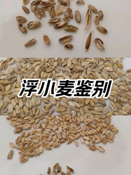 浮小麦和小麦的区别_浮小麦是小麦吗-第2张图片-山城妙识 浮小麦和小麦的区别_浮小麦是小麦吗-第2张图片-山城妙识