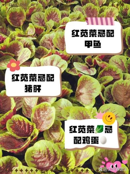 红苋菜什么人不能吃_红苋菜相克食物有哪些-第1张图片-山城妙识