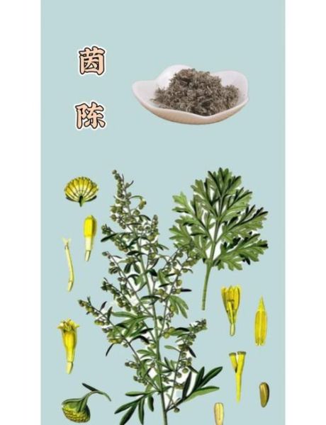 茵陈的功效与作用_茵陈怎么泡水喝-第3张图片-山城妙识