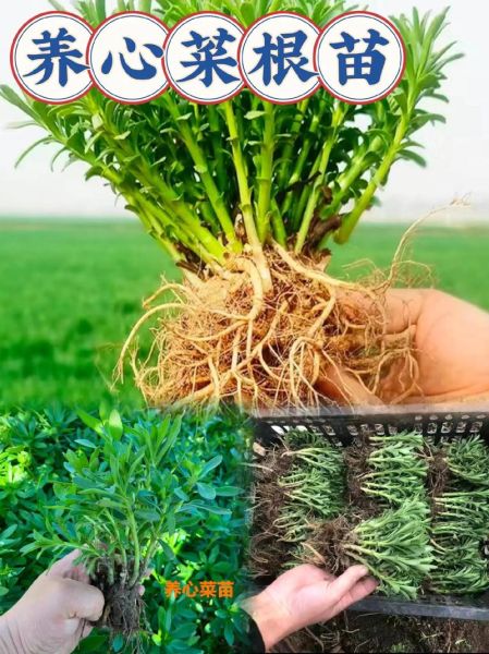 养心菜种植方法_养心菜怎么种-第2张图片-山城妙识