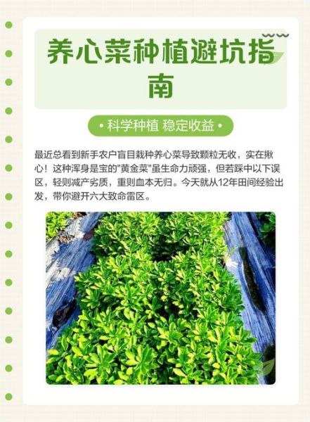 养心菜种植方法_养心菜怎么种-第1张图片-山城妙识