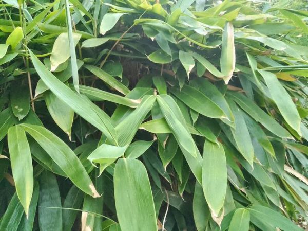 粽叶是什么植物的叶子_粽叶种类有哪些-第3张图片-山城妙识